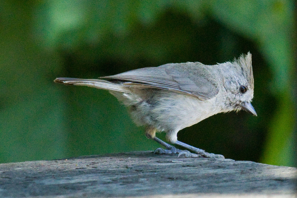 Oak Titmouse (Birds of San Mateo County) · iNaturalist