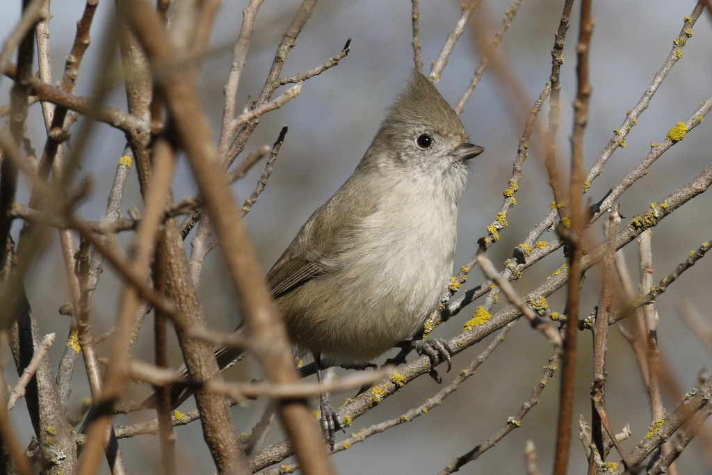 Oak Titmouse (Birds of San Mateo County) · iNaturalist