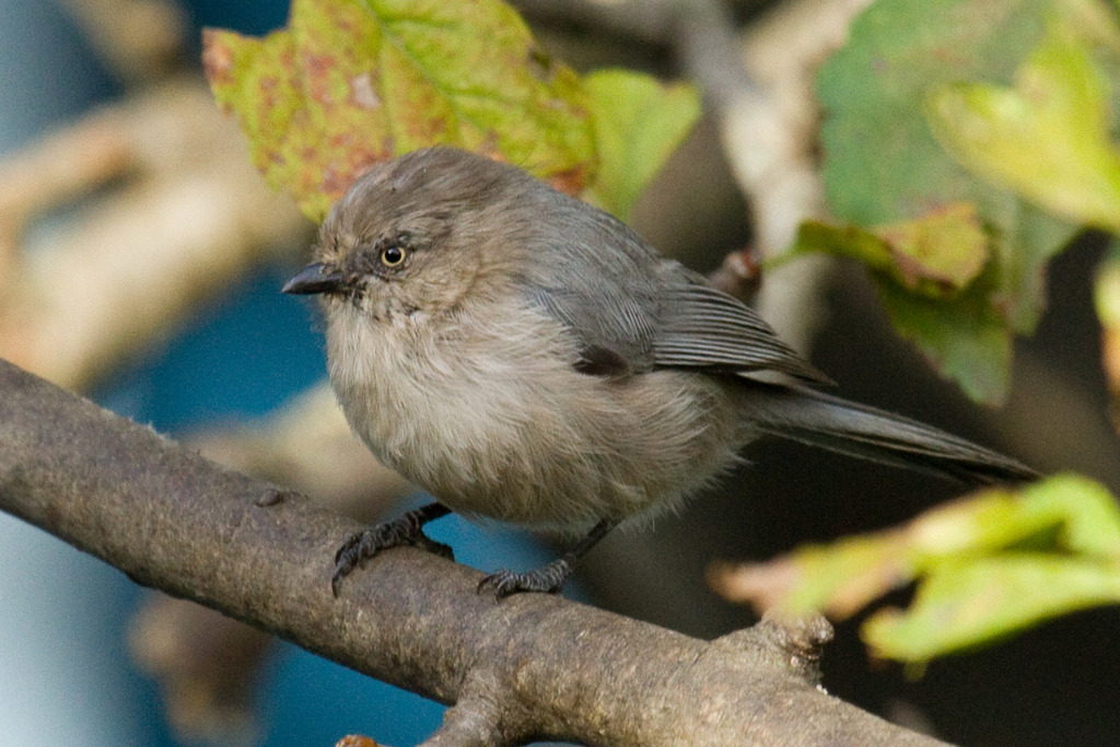 Bushtit (Birds of San Mateo County) · iNaturalist