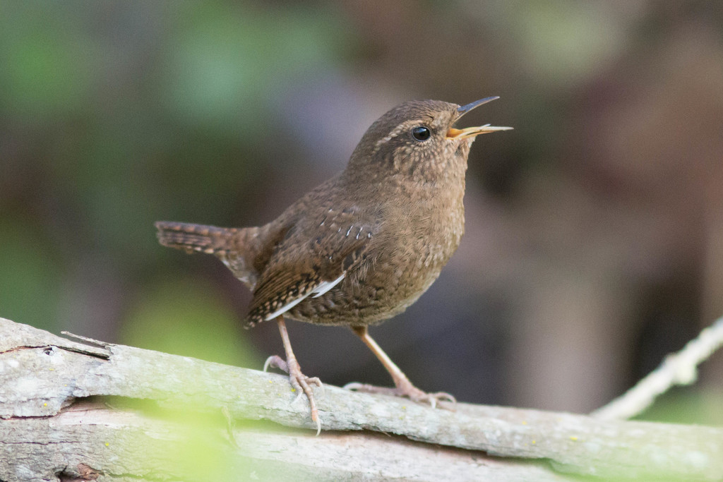 Pacific Wren (Birds of San Mateo County) · iNaturalist