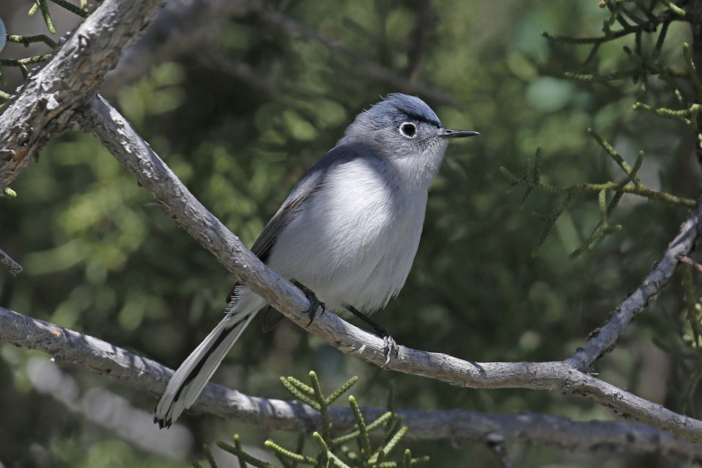 Blue-gray Gnatcatcher (Birds of San Mateo County) · iNaturalist