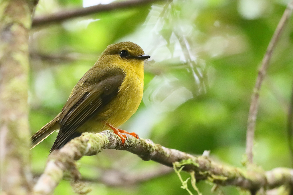 Canary Flyrobin (Devioeca papuana) - Avian Discovery