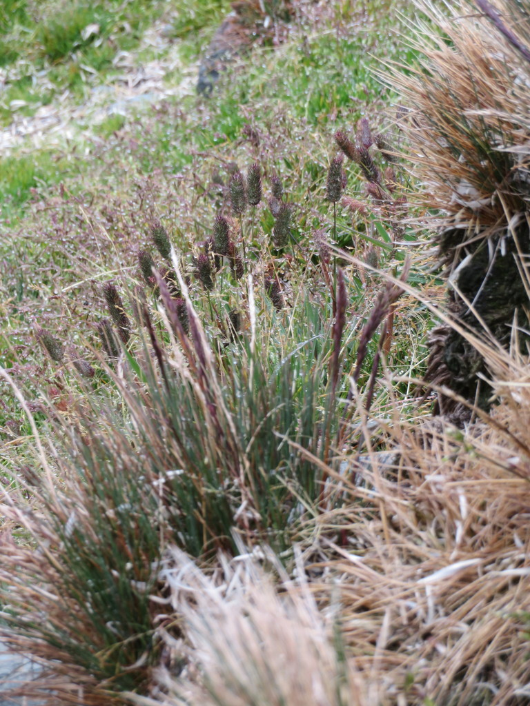Alpine Timothy from St Andrew's Bay, SIQQ 1ZZ, South Georgia and the ...