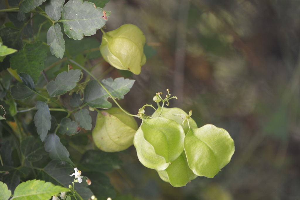 Lesser Balloon Vine from Tinian, CNMI on November 26, 2016 at 01:22 AM ...