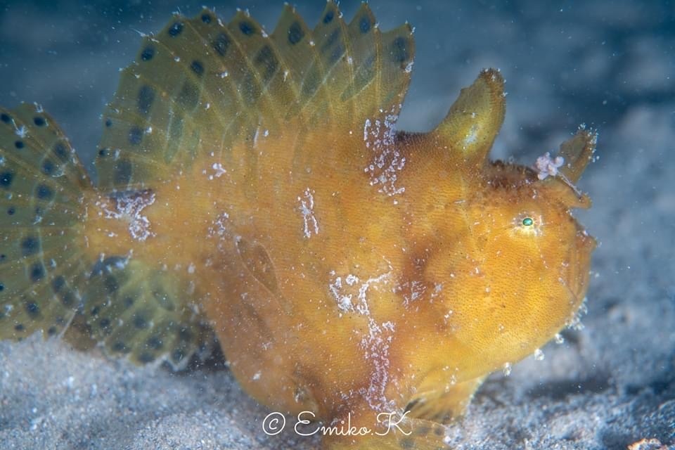 Shaggy Anglerfish from Sydney Harbour, Sydney, AU on April 1, 2020 at ...