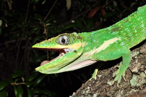 Anoles of Florida's Check List · iNaturalist