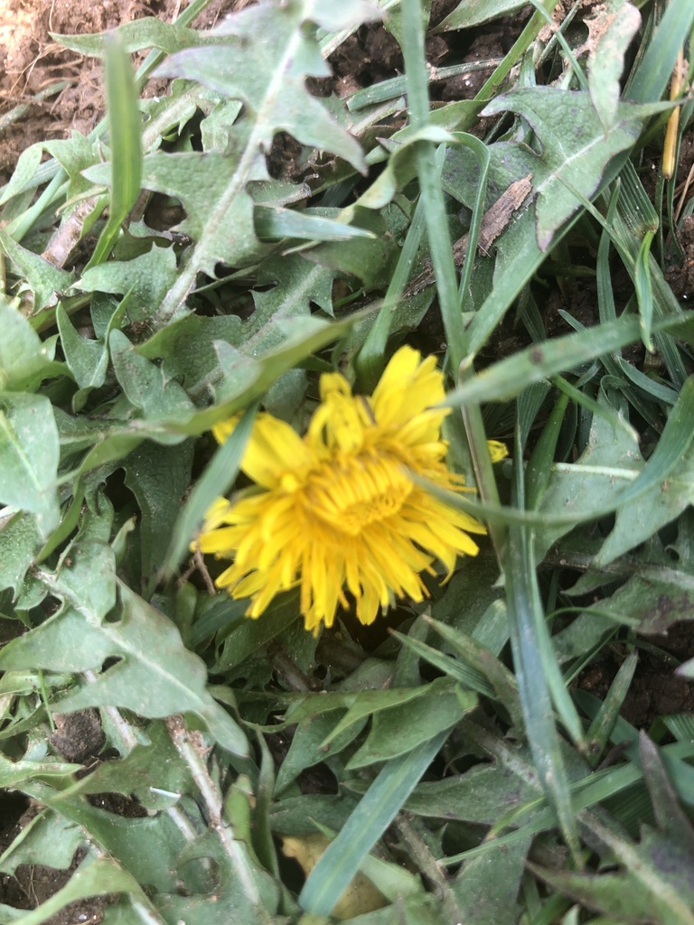 red-seeded dandelion in April 2020 by Melissa Gillispie · iNaturalist