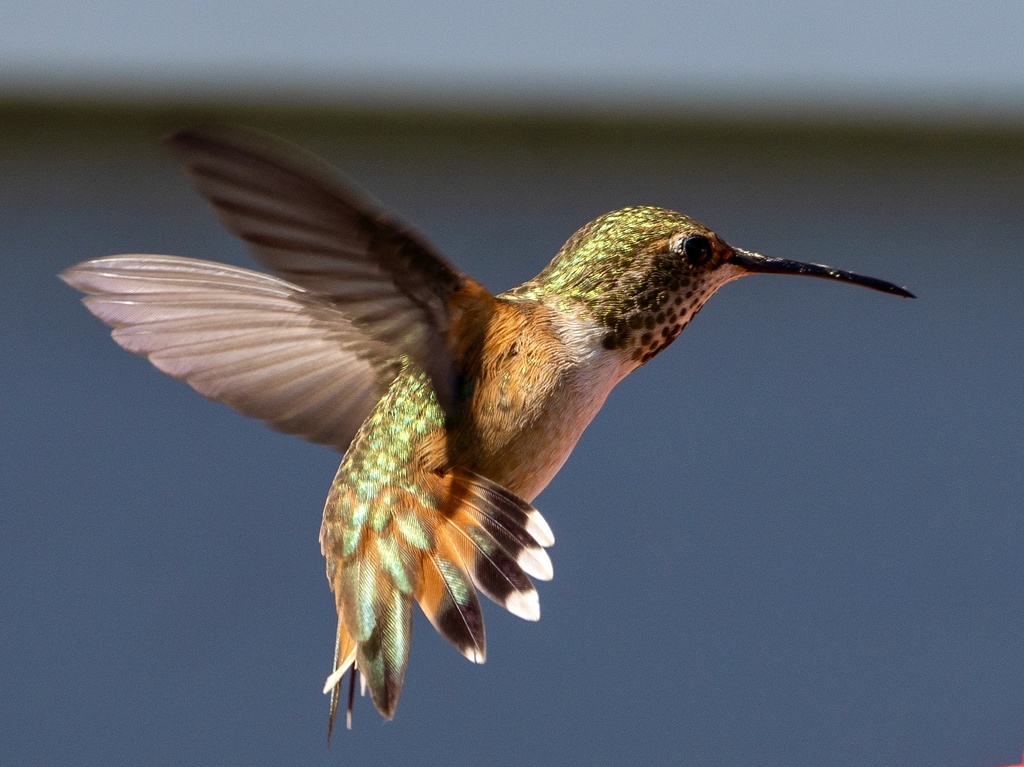 Allen's Hummingbird from Edinburg Ave, Encinitas, CA, US on April 1 ...