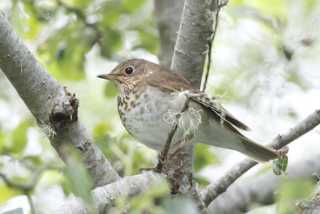 Swainson's Thrush (Birds of San Mateo County) · iNaturalist