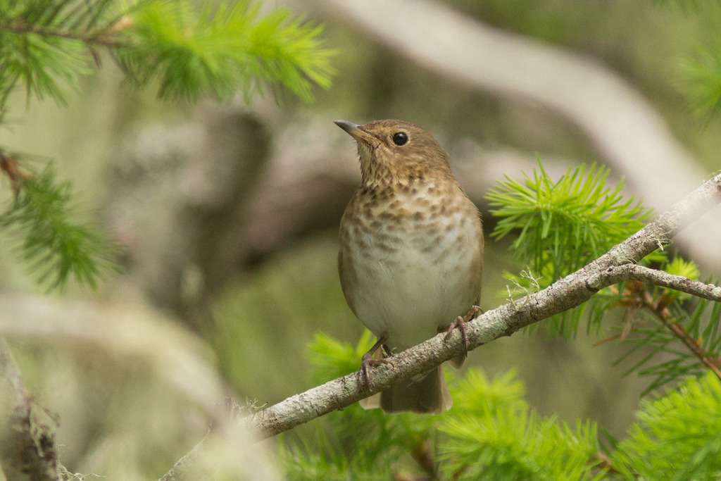 Swainson's Thrush (Birds of San Mateo County) · iNaturalist