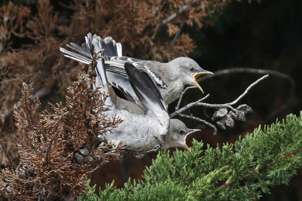 Northern Mockingbird (Birds of San Mateo County) · iNaturalist