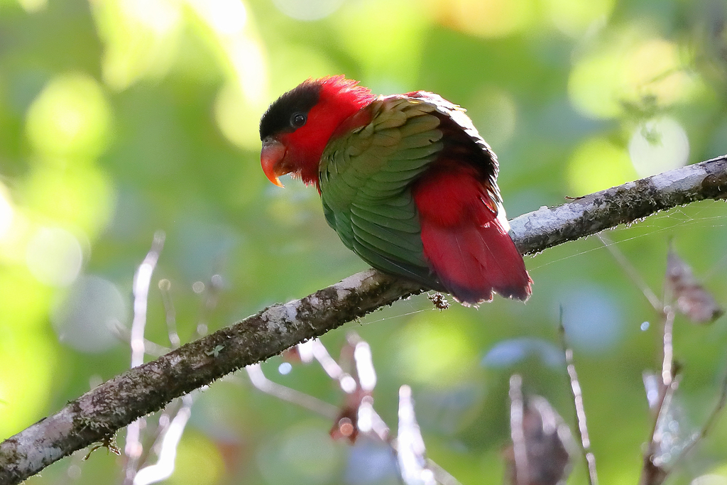 Purple-naped Lory in August 2018 by Carlos N. G. Bocos · iNaturalist