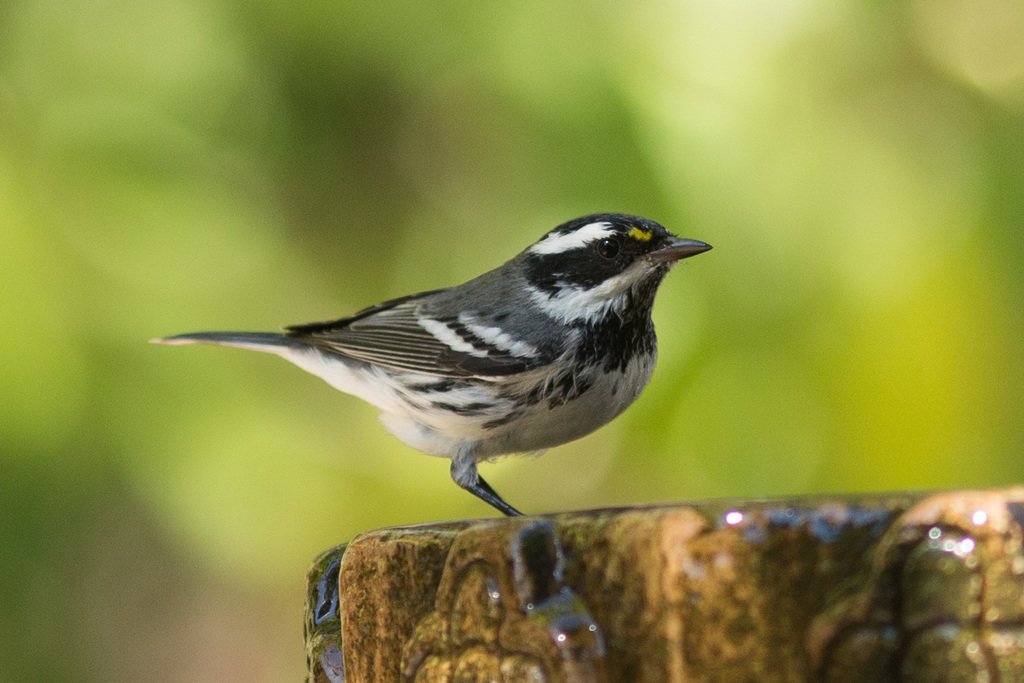 Black-throated Gray Warbler (Birds of San Mateo County) · iNaturalist