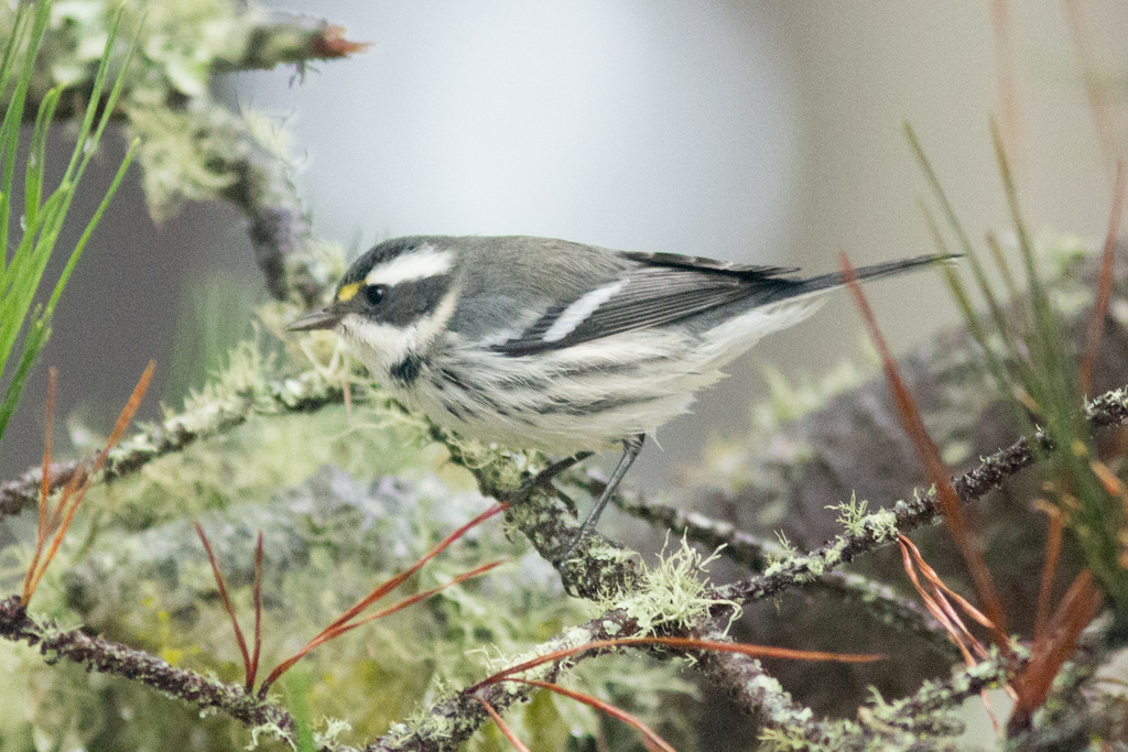 Black-throated Gray Warbler (Birds of San Mateo County) · iNaturalist