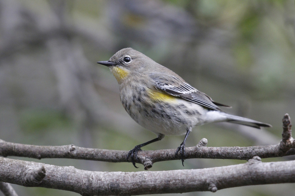 Yellow-rumped Warbler (Birds of San Mateo County) · iNaturalist