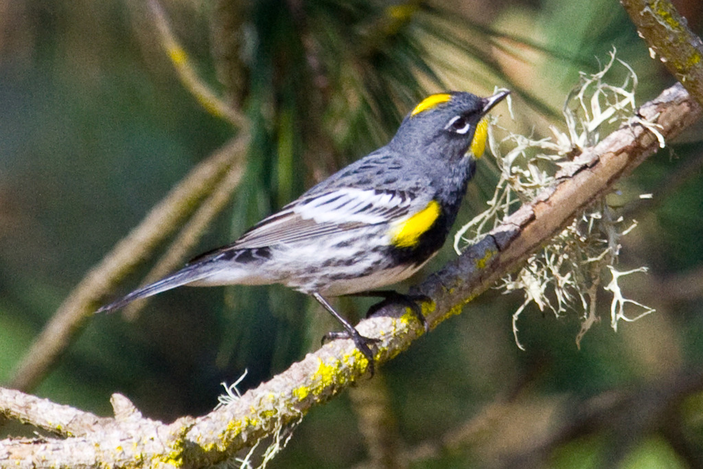 Yellow-rumped Warbler (Birds of San Mateo County) · iNaturalist