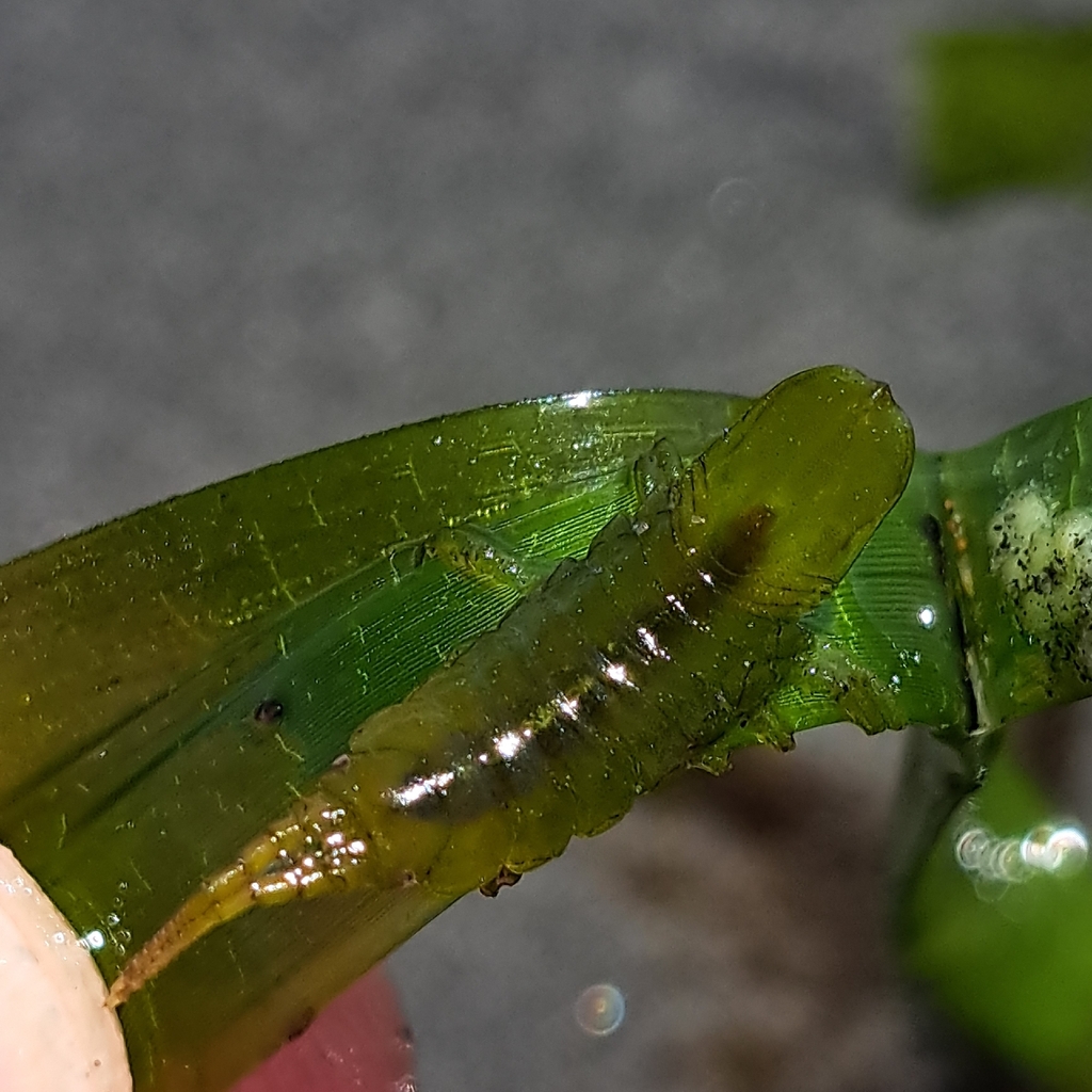 Rockweed isopod from Duwamish Head on May 3, 2026 at 12:21 PM by Wendy ...