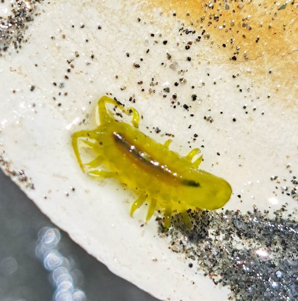 Rockweed isopod from Duwamish Head on May 3, 2026 at 12:46 PM by Wendy ...