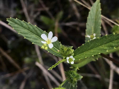 Chestnutleaf false croton (Caperonia castaneifolia)