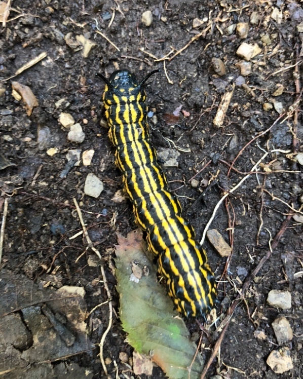 Orange-tipped Oakworm Moth from Rothrock State Forest, Boalsburg, PA ...