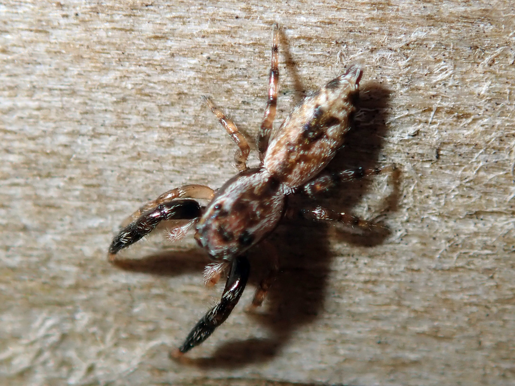 Jumping Spiders from Waitomo, New Zealand on December 6, 2019 at 12:57 ...