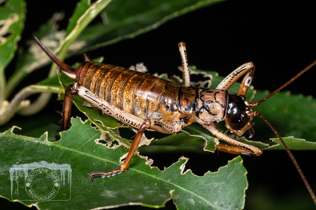 Auckland Tree Weta from Waterworks Walk, Ngaruawahia, New Zealand on ...