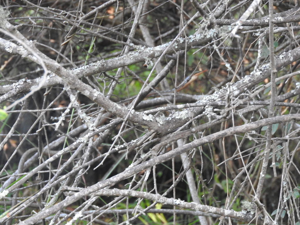 Eastern Twig Snake from Meru, Tanzania on January 6, 2019 at 06:41 AM ...