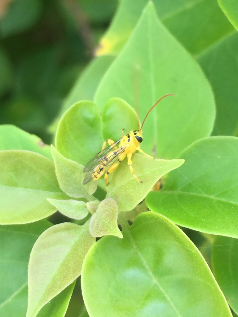 Xanthopimpla pedator from 420台灣台中市豐原區水源路北坑一巷 on June 16, 2019 at 09:23 ...
