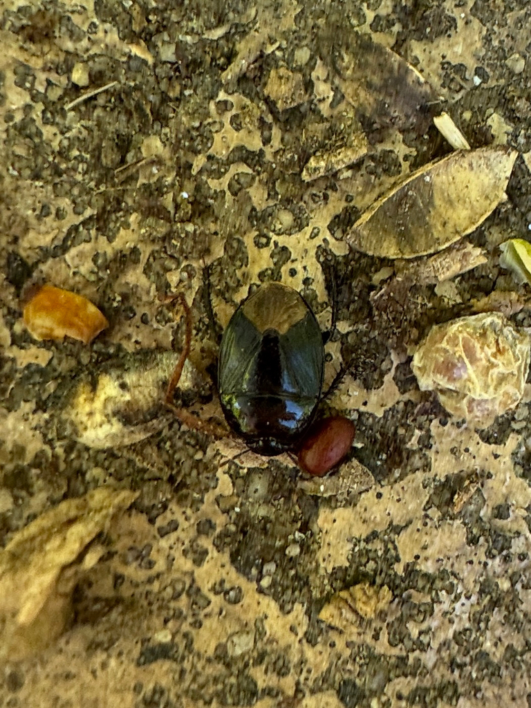 Two-lined Burrowing Bug in May 2026 by Rachel Adler · iNaturalist