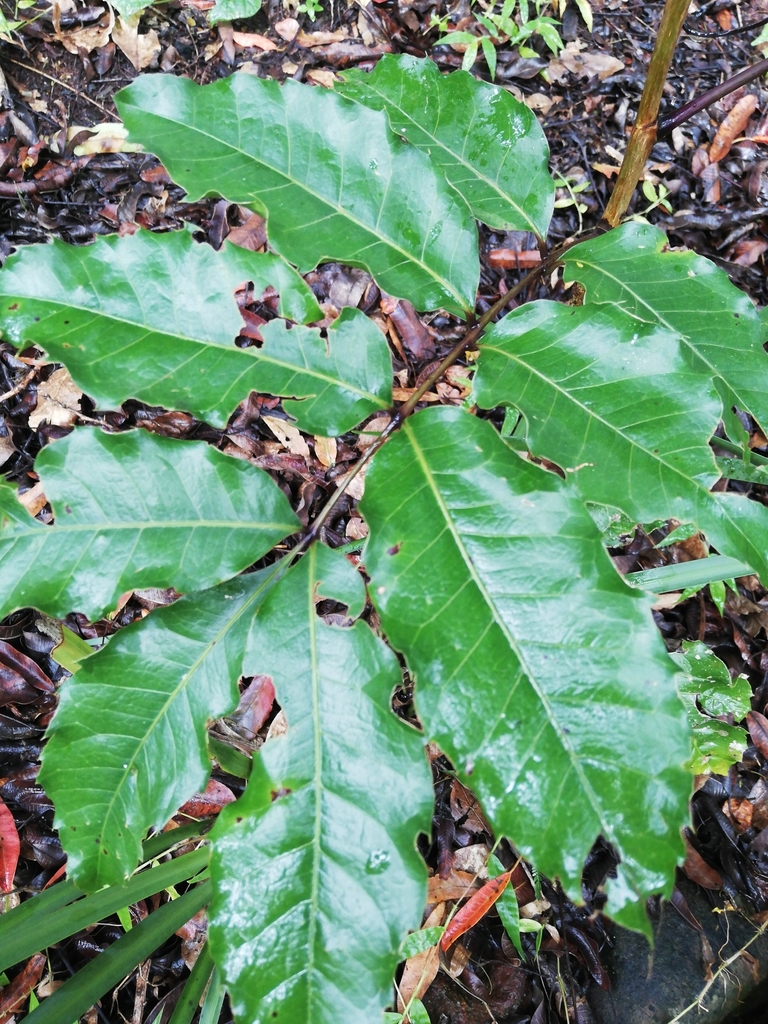 glossy white ash from Everton H C, Everton, 3610, South Africa on April ...