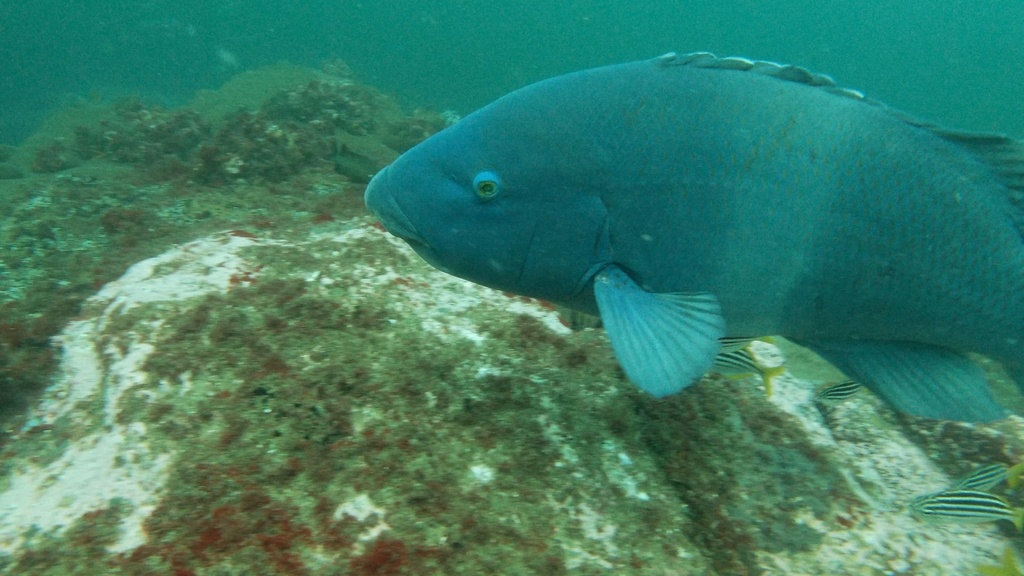 Eastern Blue Groper from Tasman Sea, NSW, AU on December 09, 2019 at 10 ...