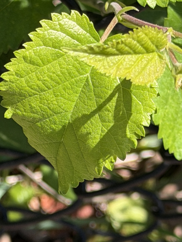 red mulberry from Perry Rd, Greenville, SC, US on May 3, 2026 at 02:35 ...