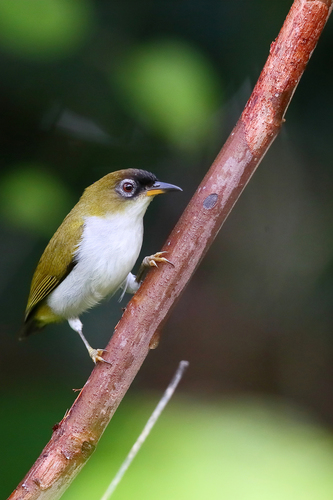 Cream-throated White-eye (Halmahera) (Subspecies Zosterops atriceps ...