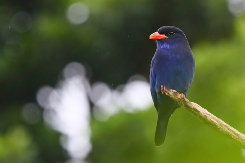 Azure Roller (Eurystomus azureus) · iNaturalist United Kingdom