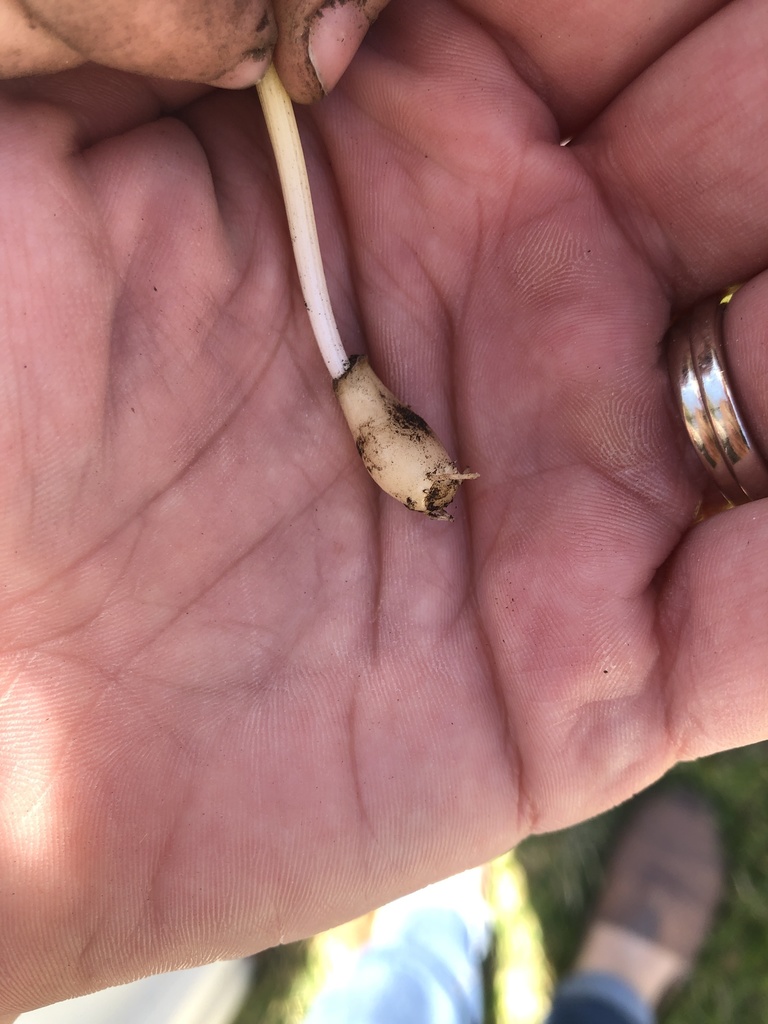 plants from E Spruce St, East Rochester, NY, US on April 2, 2020 at 01: ...