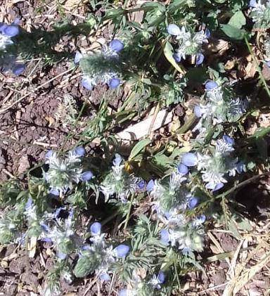 dwarf germander from Elota, Sin., México on April 2, 2020 at 02:36 PM ...