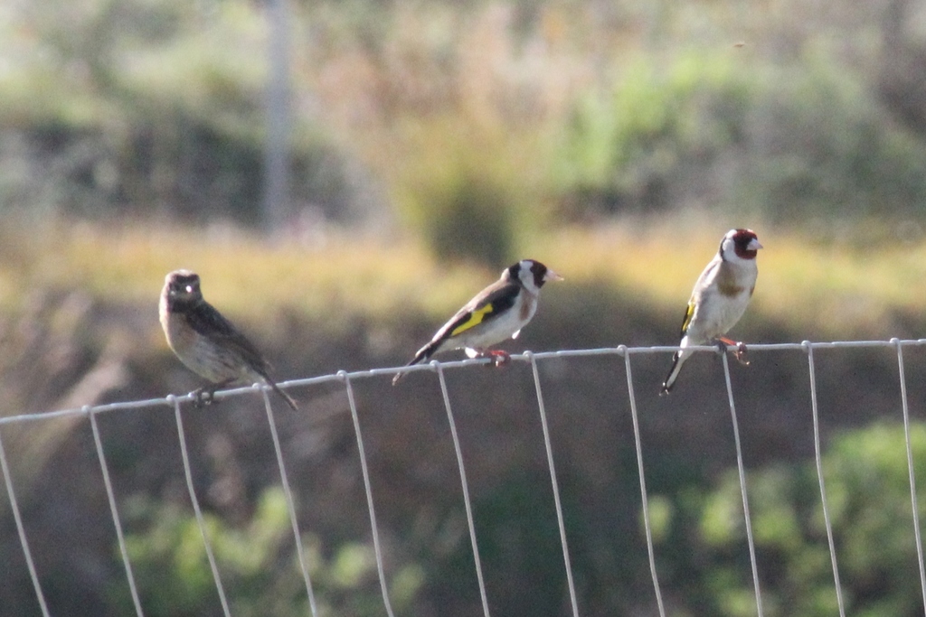 European Goldfinch from Cádiz, España on April 21, 2012 at 05:27 PM by ...