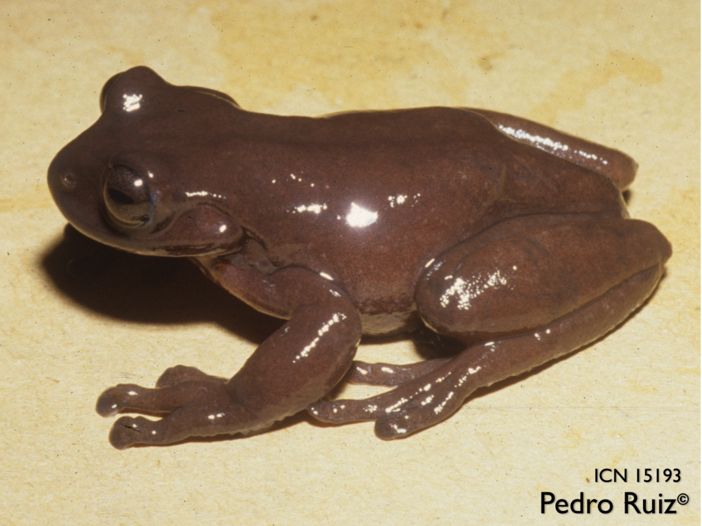 Lynch's Colombian Tree Frog on August 17, 1986 by Mauricio Rivera ...