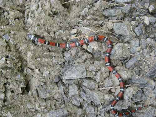 Double-banded Coral Snake Mimic (Erythrolamprus bizonus) · iNaturalist