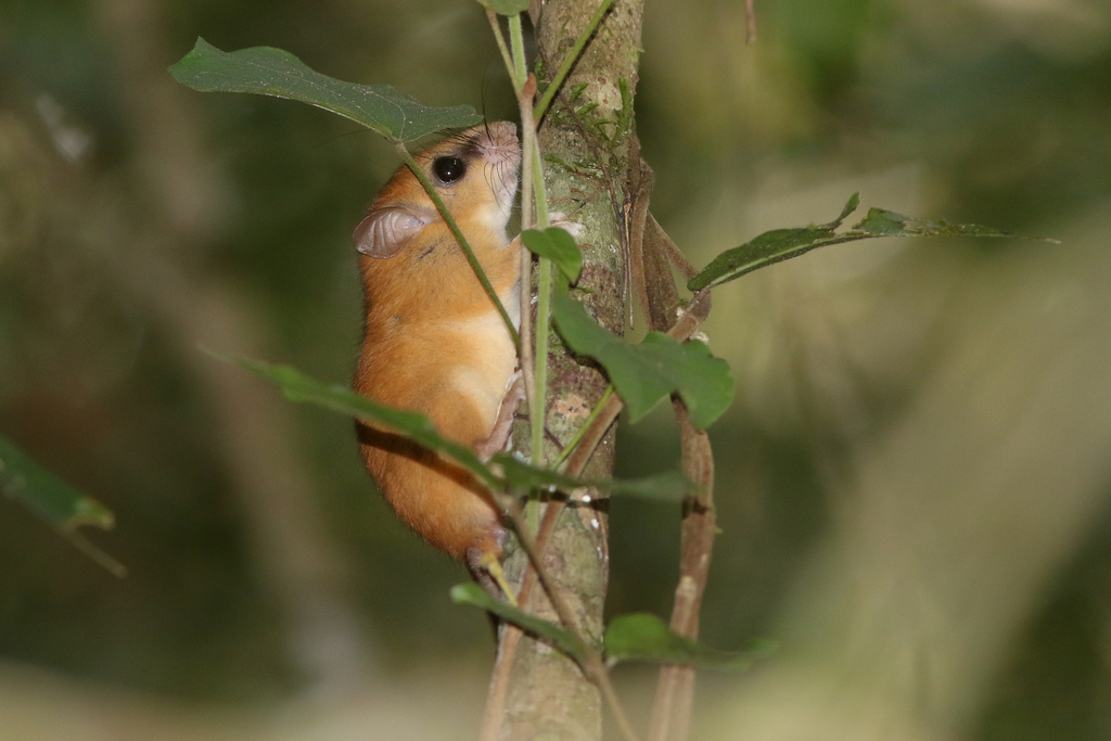 Hatt's Vesper Rat from Orange Walk District, Belize on March 13, 2018 ...