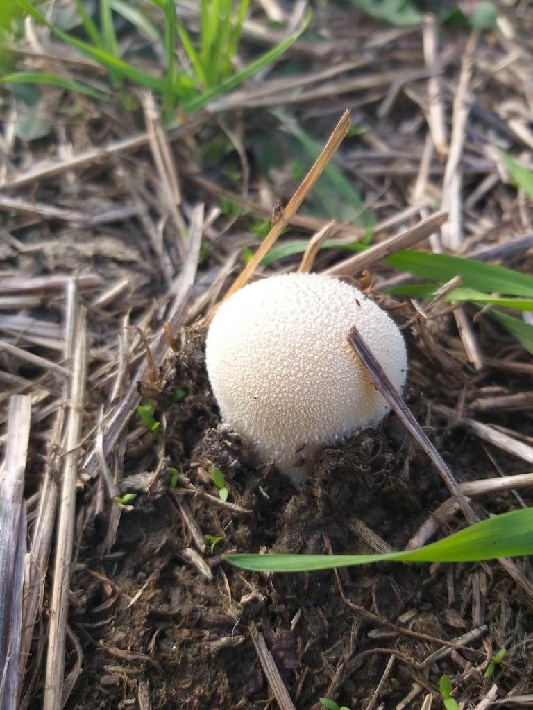 puffballs from Tinwald, Ashburton, New Zealand on April 03, 2020 at 05: ...
