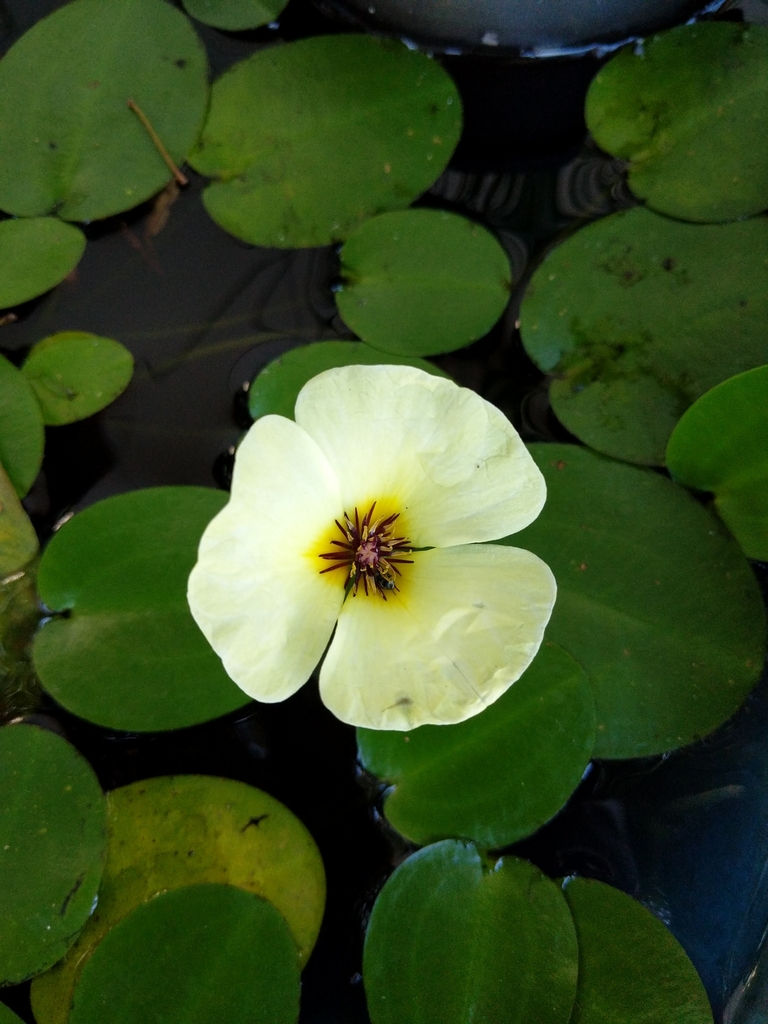 Water Poppy from Palm Beach QLD 4221, Australia on April 03, 2020 at 03 ...