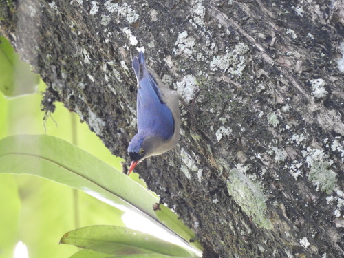 Subspecies Sitta frontalis velata · iNaturalist