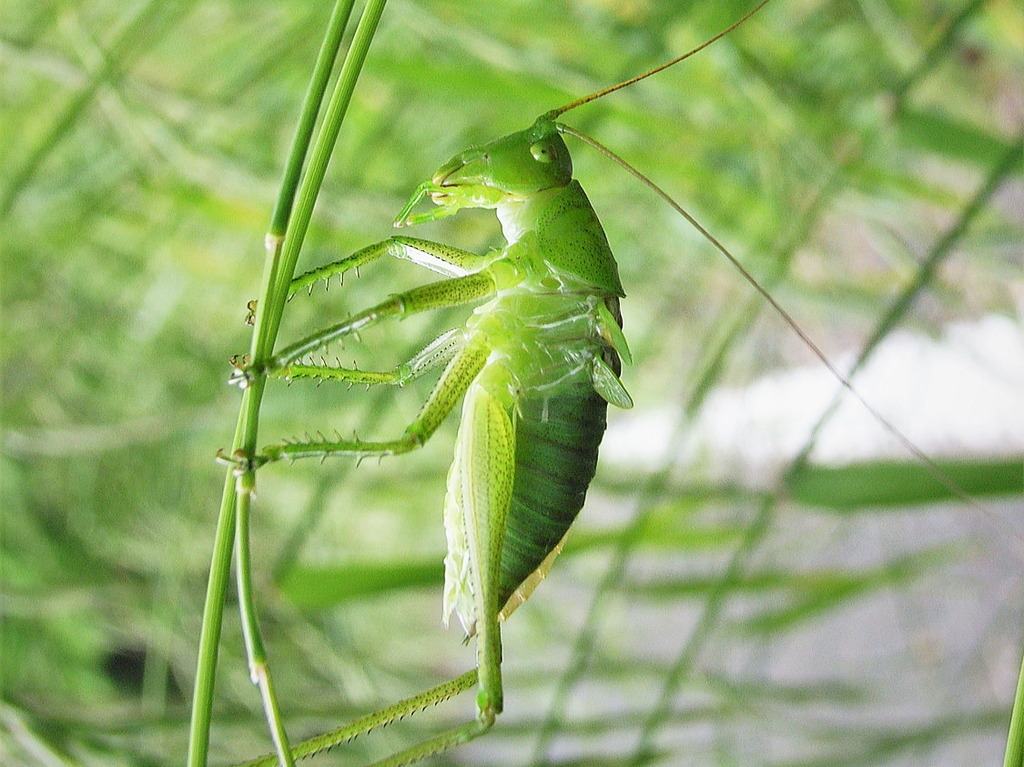 Tettigonia from 対馬市厳原町 on May 23, 2009 at 08:58 PM by yohbo · iNaturalist