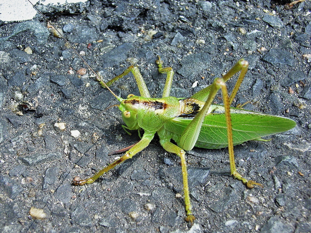 Tettigonia jungi from 対馬市厳原町 on June 14, 2009 at 12:59 AM by yohbo ...