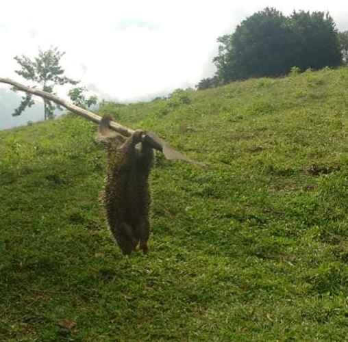 Andean Porcupine from Quipama, Boyacá, Colombia on April 03, 2020 at 07 ...