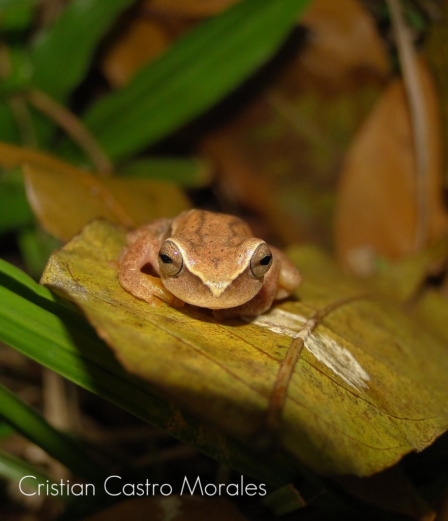 Yellow Tree Frog from Tolima, Colombia on June 19, 2011 at 11:44 AM by ...