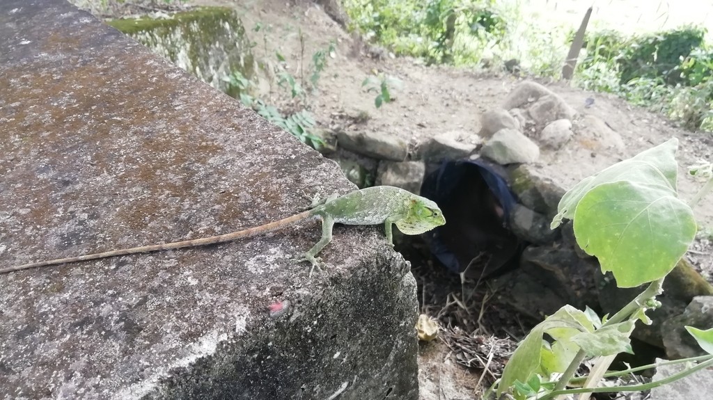 Common Monkey Lizard from Paicol, Huila, Colombia on May 9, 2019 at 09: ...