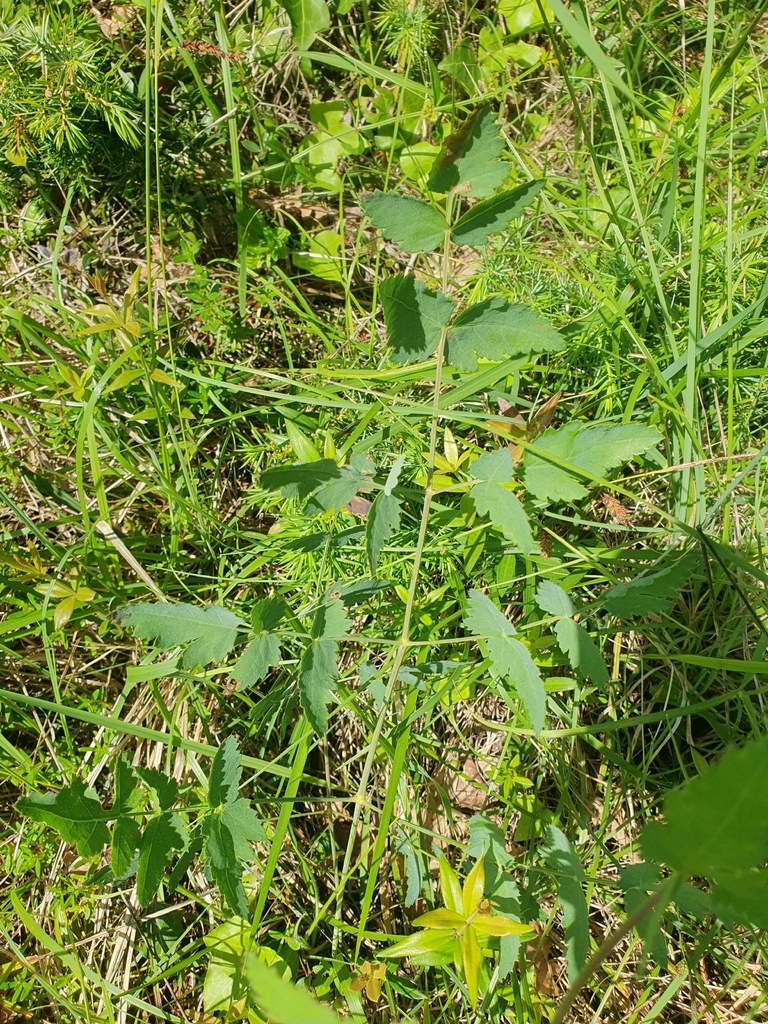 Broad-leaved Spignel from Villegouge, France on May 7, 2026 at 01:12 PM ...