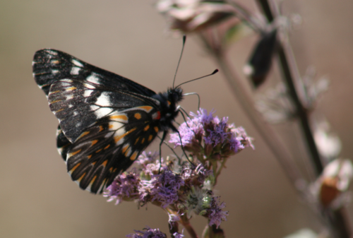 Genus Archonias · iNaturalist United Kingdom